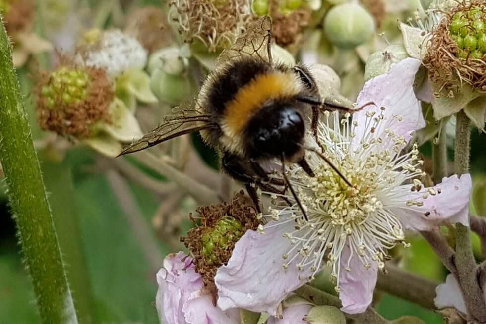 Nature in Breckland | Birdwatching in Breckland | Visit Breckland